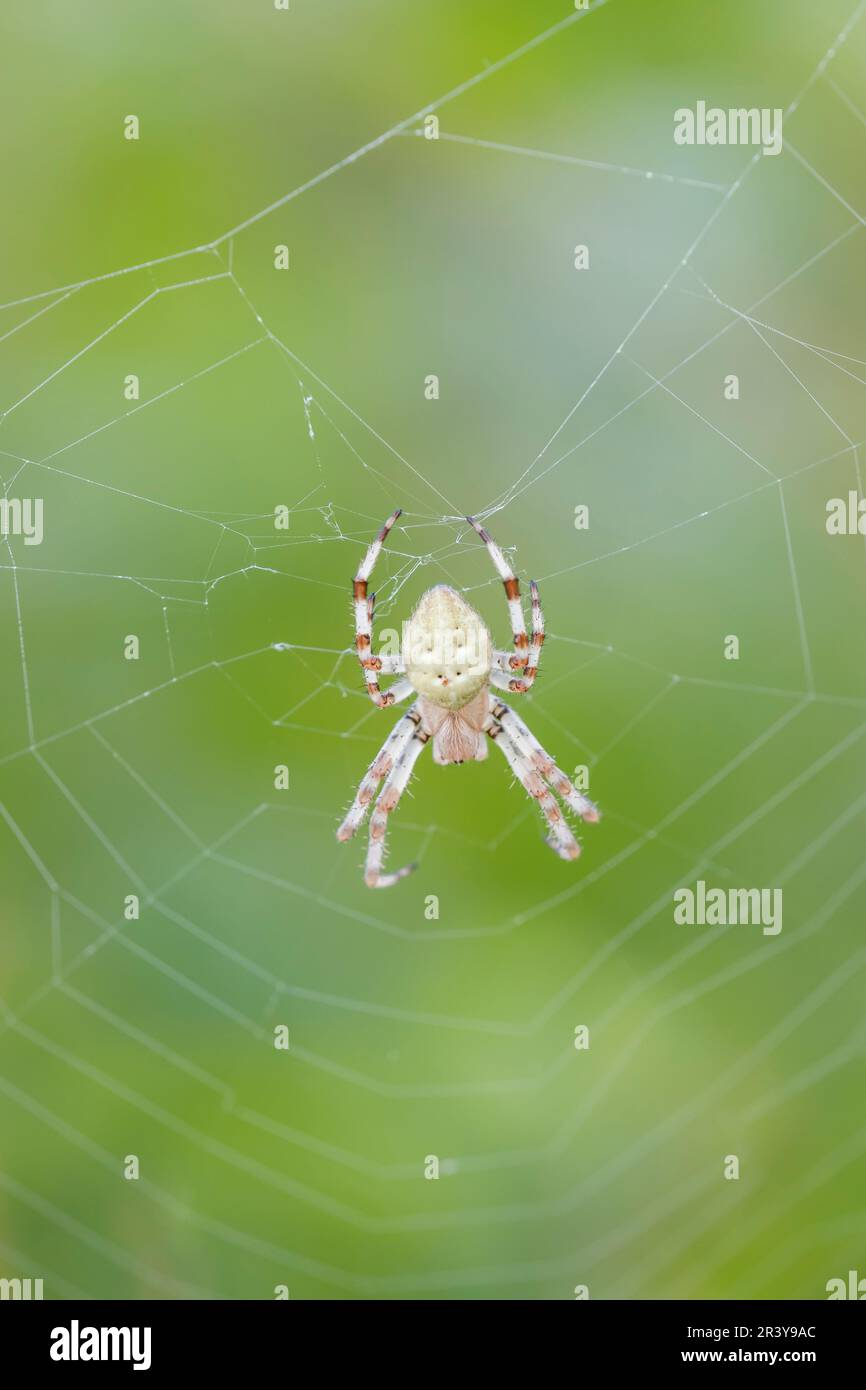 Araneus quadratus, known as the Four-spot orb-weaver (bright form Stock ...