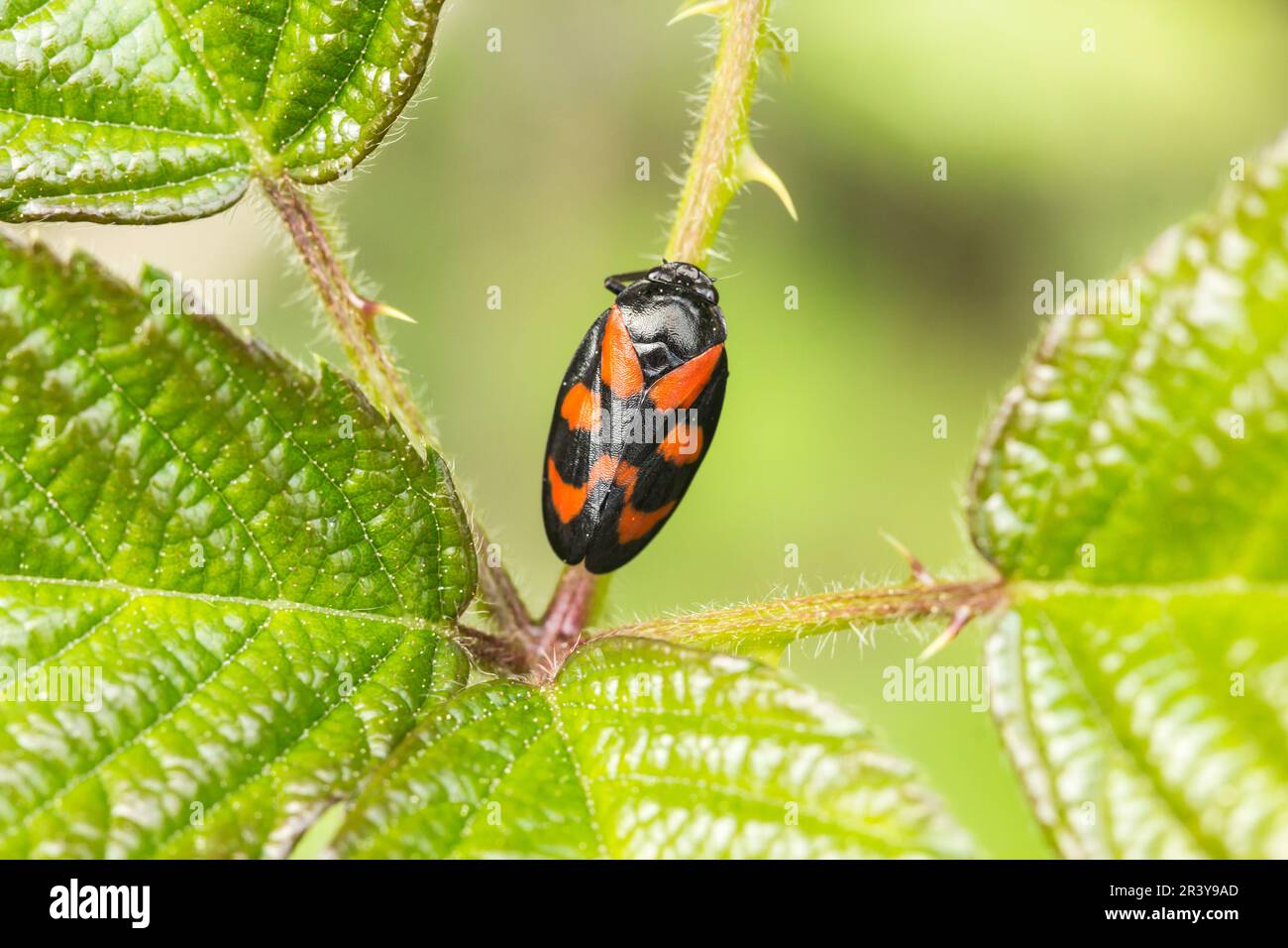 Cercopis vulnerata, known as Black-and-red froghopper, Red-and-black ...