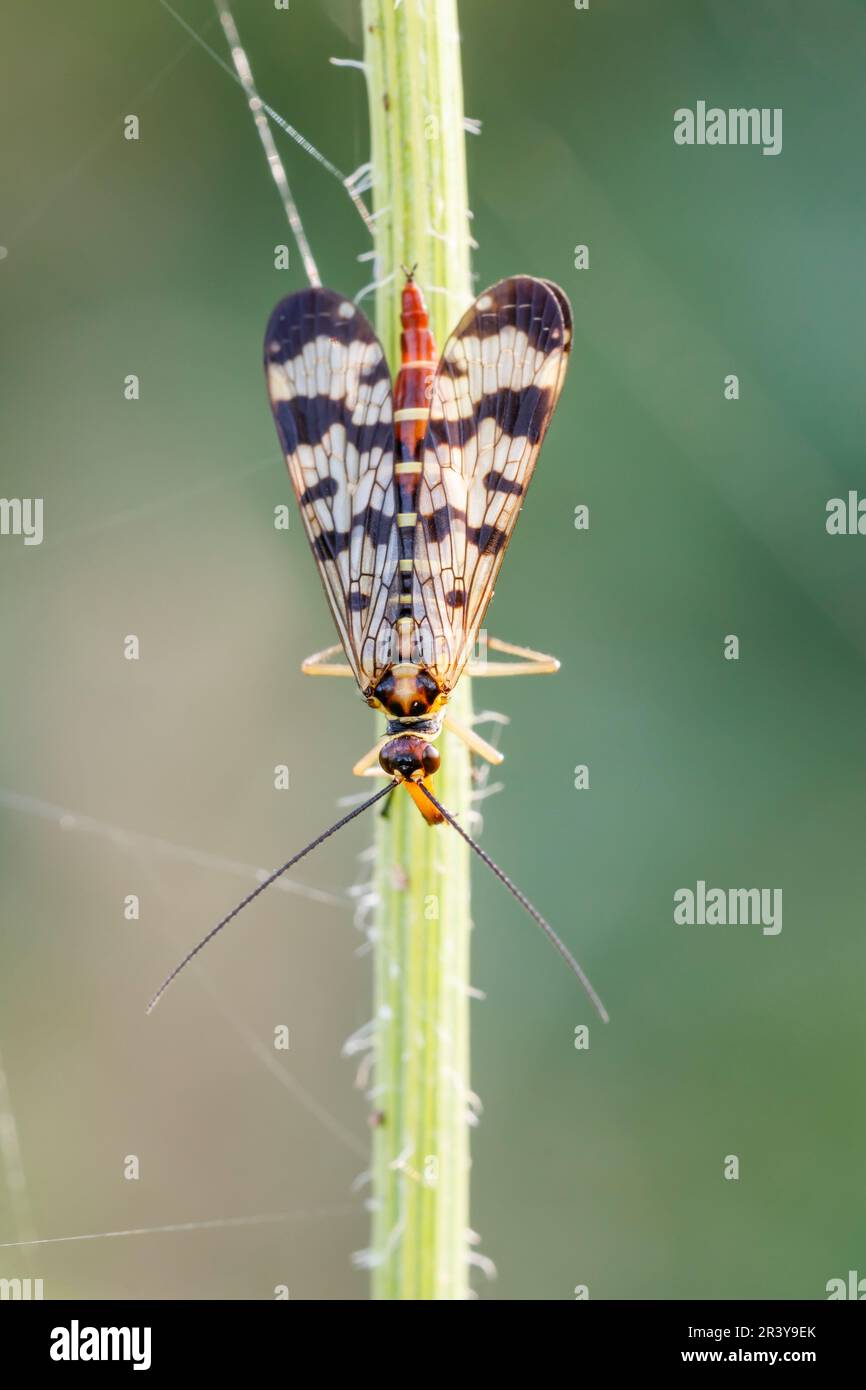 Panorpa communis, known as the Common scorpionfly (female Stock Photo ...