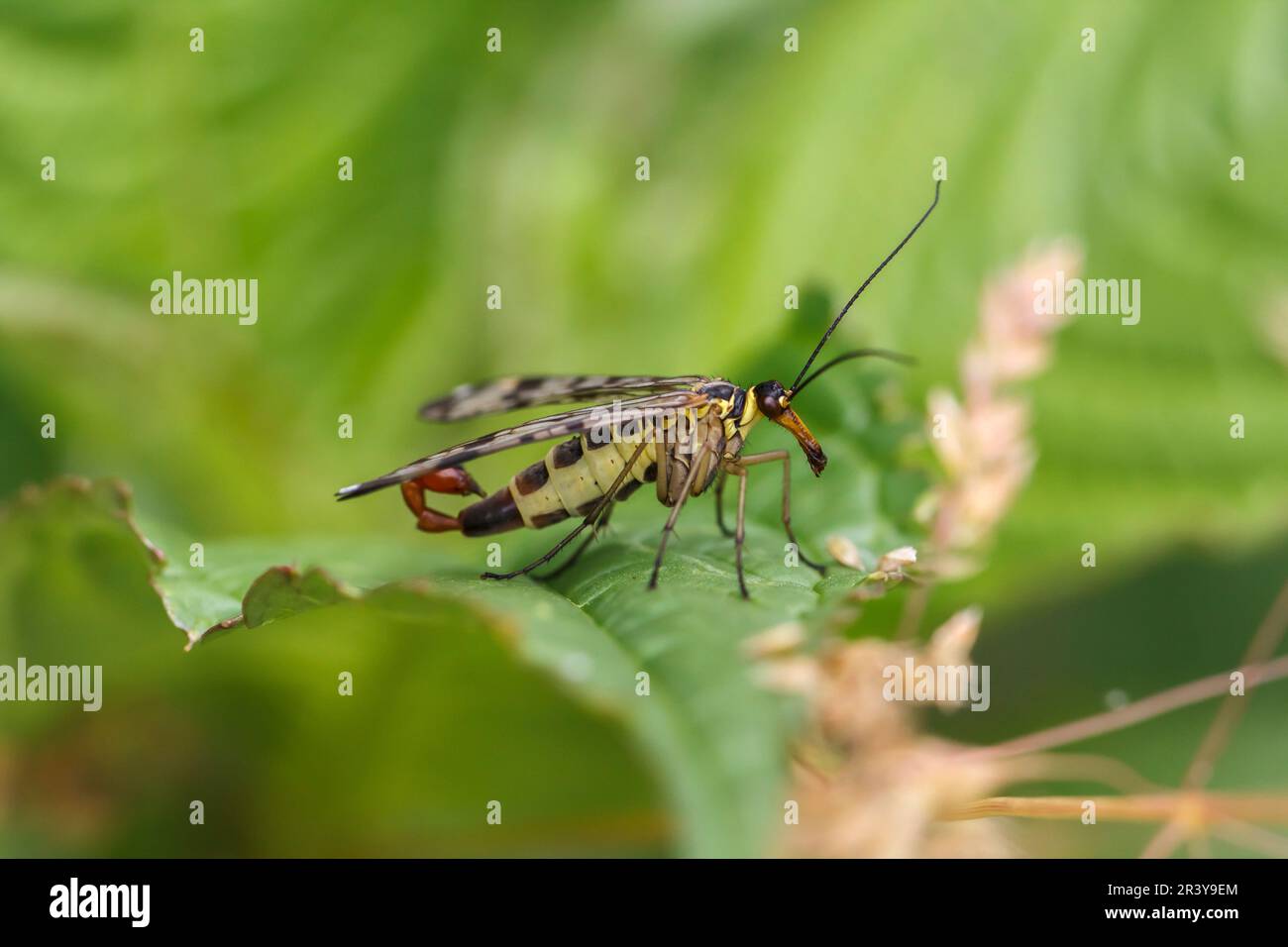 Panorpa communis, known as the Common scorpionfly (male Stock Photo - Alamy