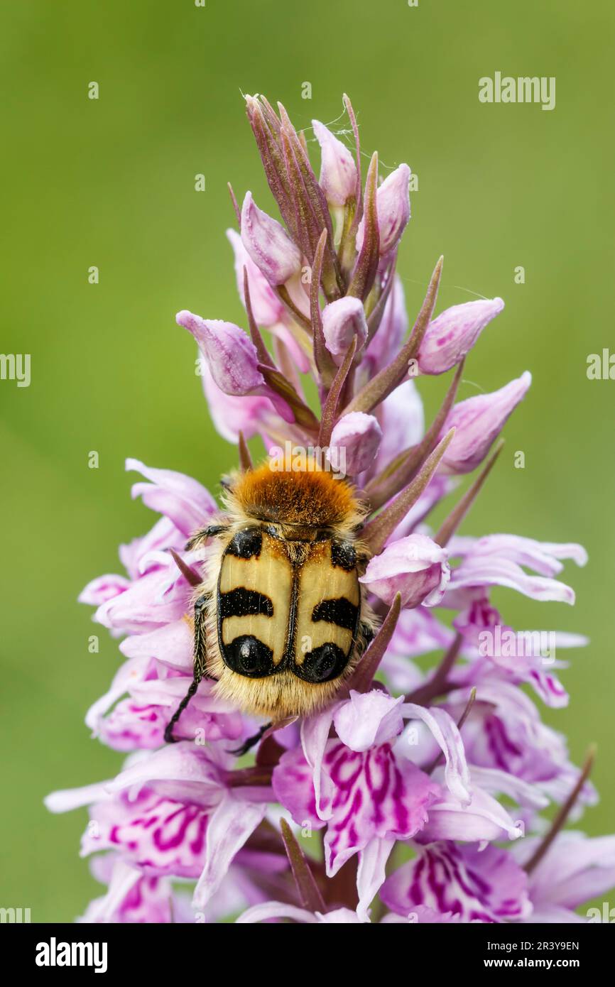 Trichius fasciatus, bee chafer, bee beetle, Eurasian bee beetle, from ...