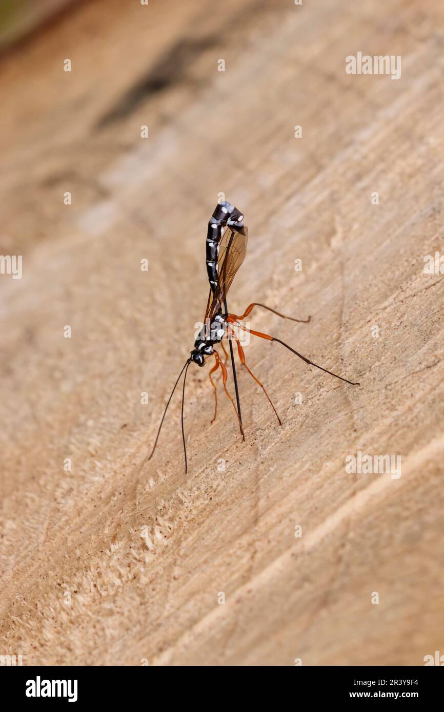 Rhyssa persuasoria, known as Giant ichneumon, Sabre wasp, Large ...