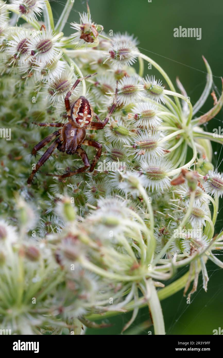 Araneus quadratus, known as Four-spot orb-weaver (male, dark form Stock ...