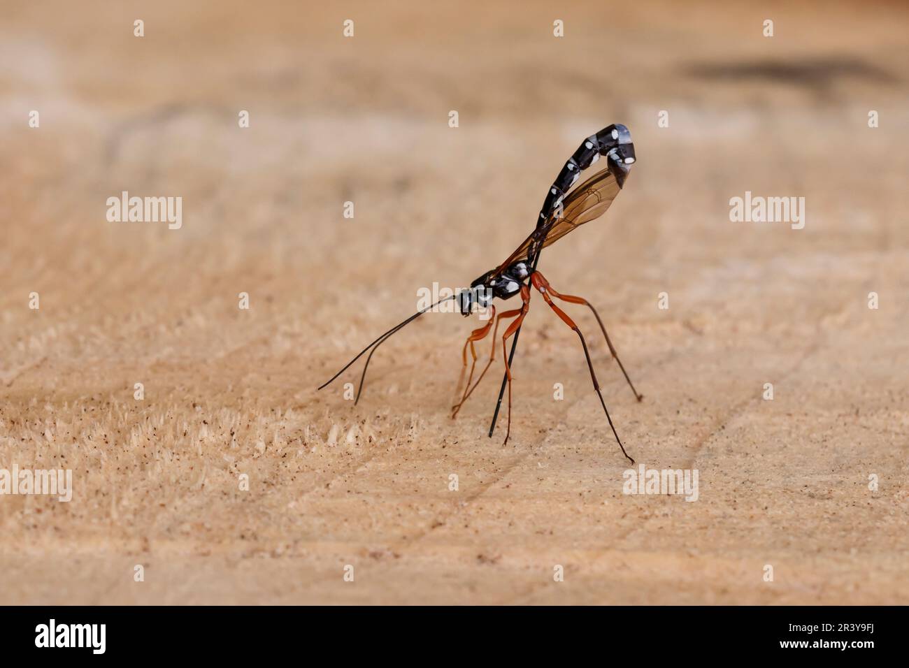 Rhyssa persuasoria, known as Giant ichneumon, Sabre wasp, Large ...