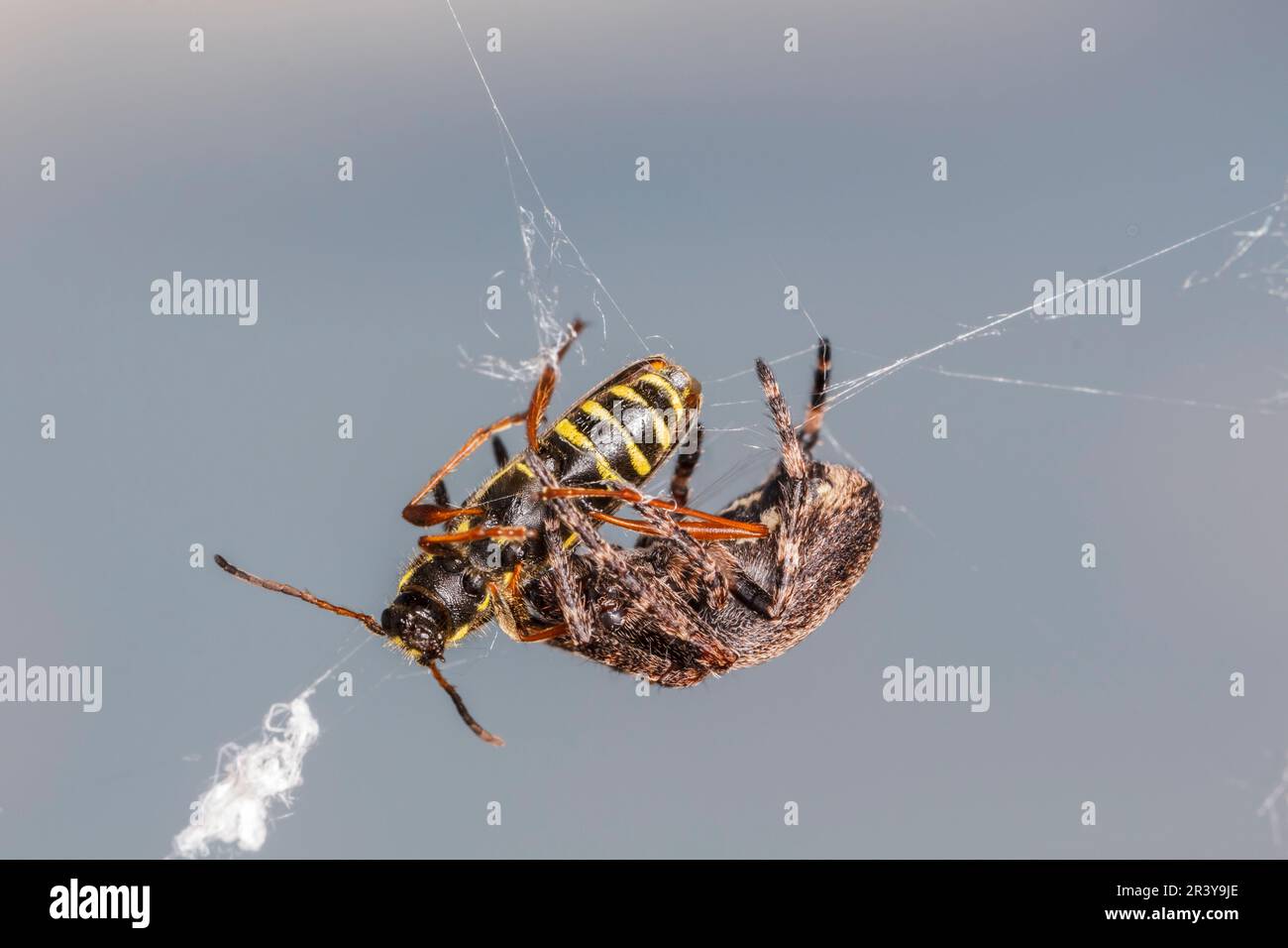 Nuctenea umbratica, (former Araneus umbraticus) with wasp, known as ... Nuctenea umbratica, (former Araneus umbraticus) with wasp, known as ...