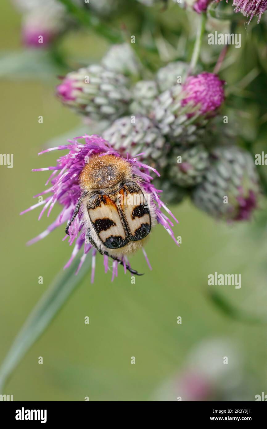 Trichius fasciatus, bee chafer, bee beetle, Eurasian bee beetle, from ...