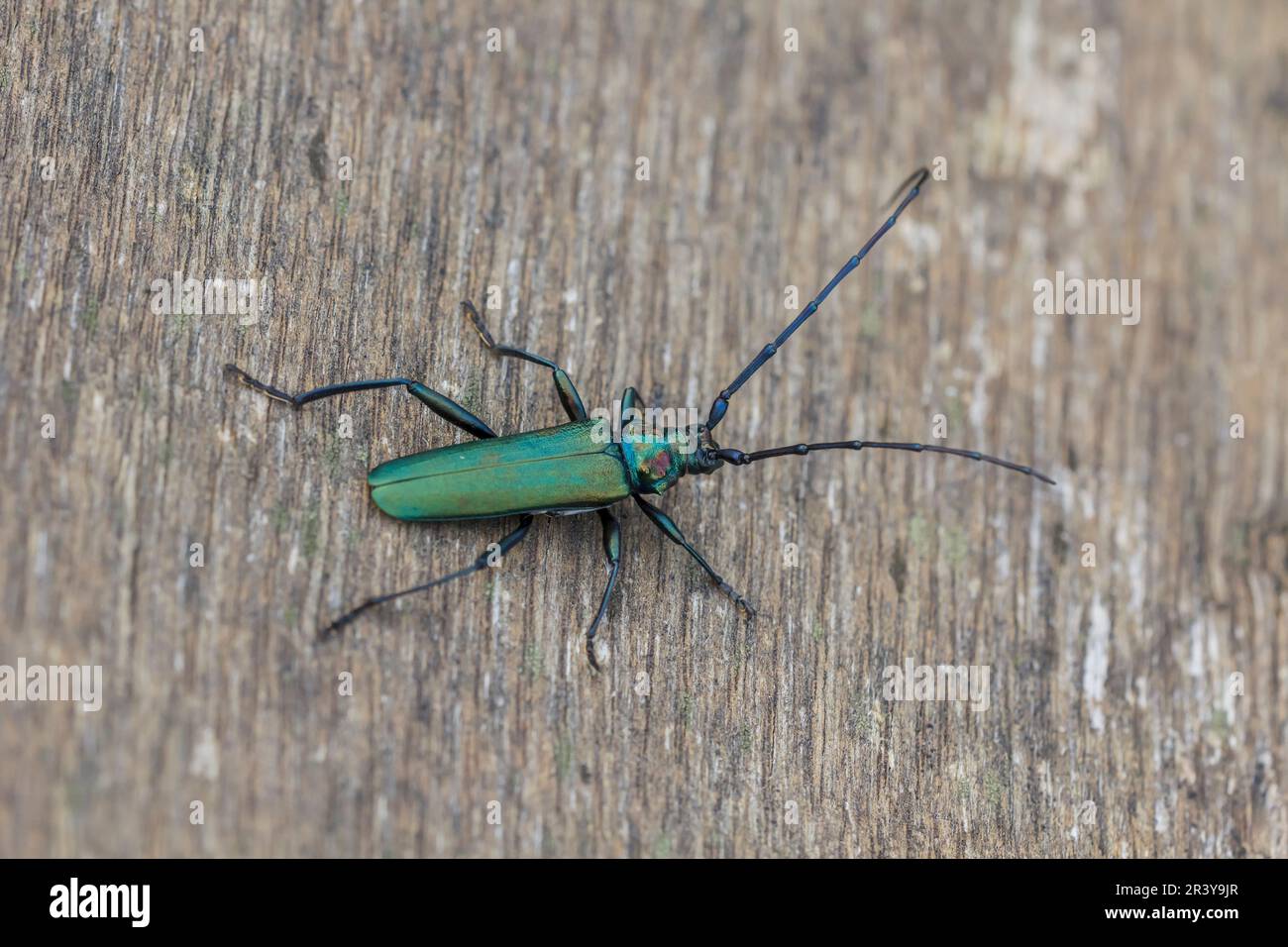 Aromia moschata, known as Musk beetle, Longhorn beetle Stock Photo - Alamy