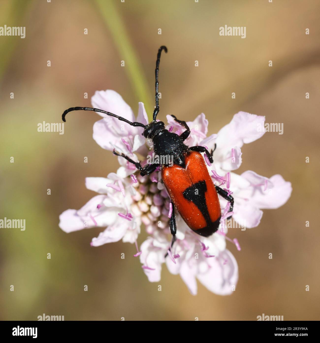 Stictoleptura cordigera, longhorn beetle, longhorned beetle, long ...