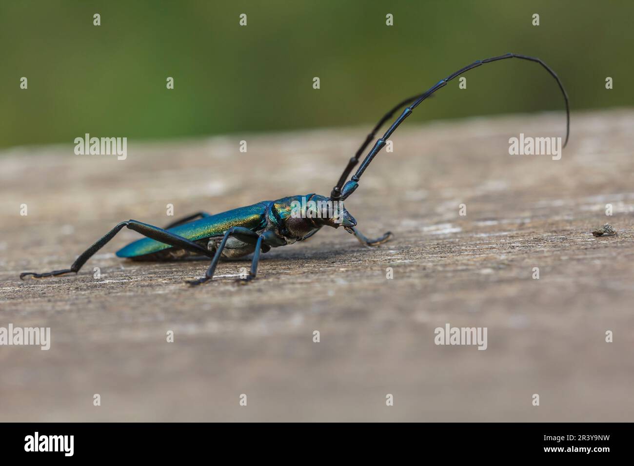 Aromia moschata, known as Musk beetle, Longhorn beetle Stock Photo - Alamy