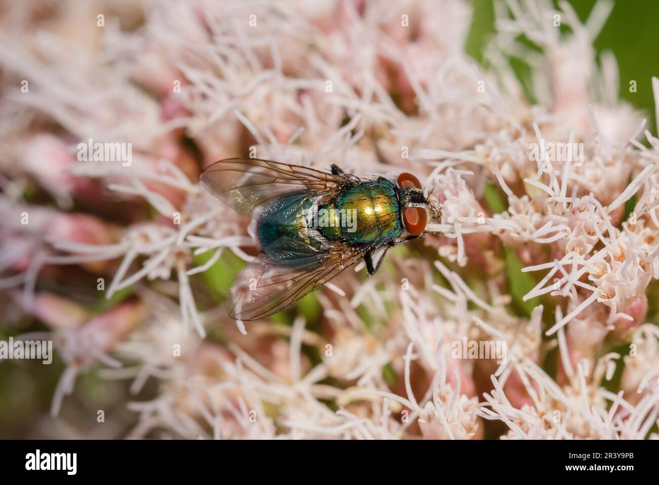 Lucilia sericata, known as Common green bottle fly, European green ...