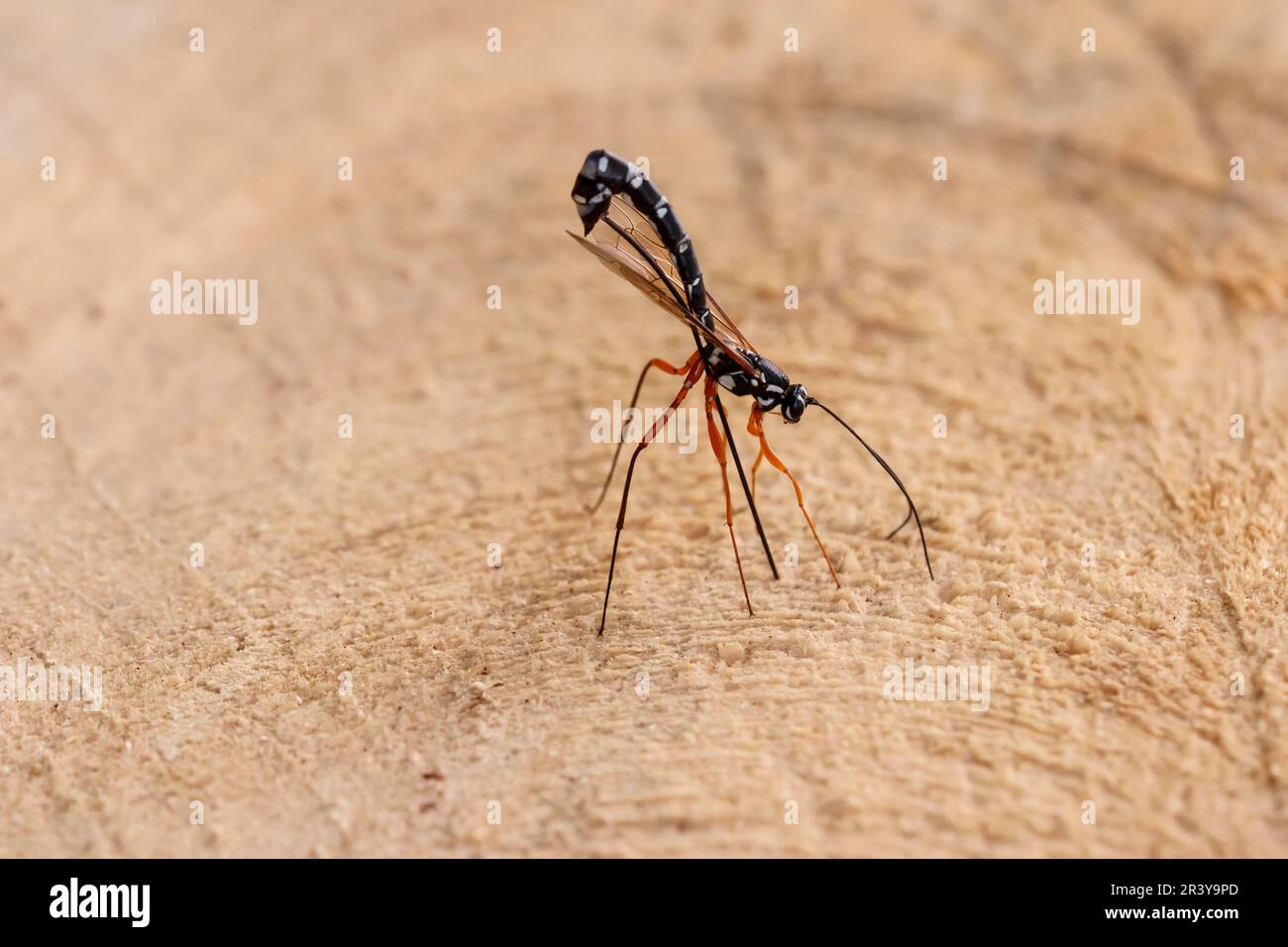 Rhyssa persuasoria, known as Giant ichneumon, Sabre wasp, Large ...