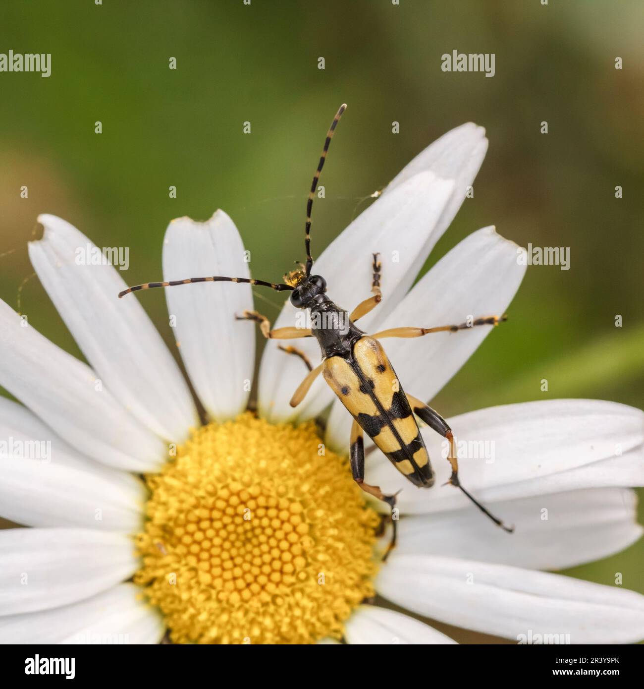 Rutpela maculata (Strangalia maculata) known as spotted longhorn ...