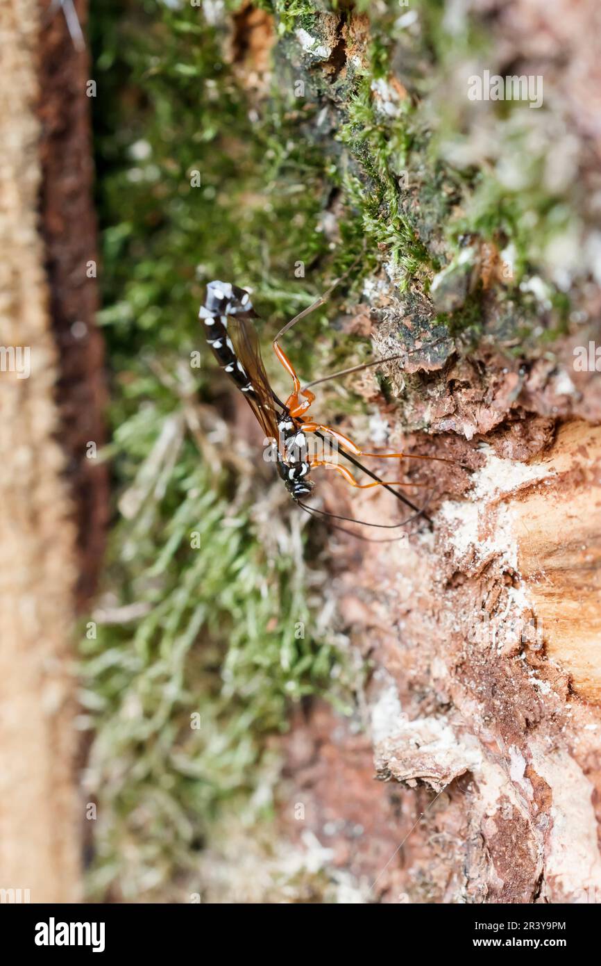 Rhyssa persuasoria, known as Giant ichneumon, Sabre wasp, Large ...