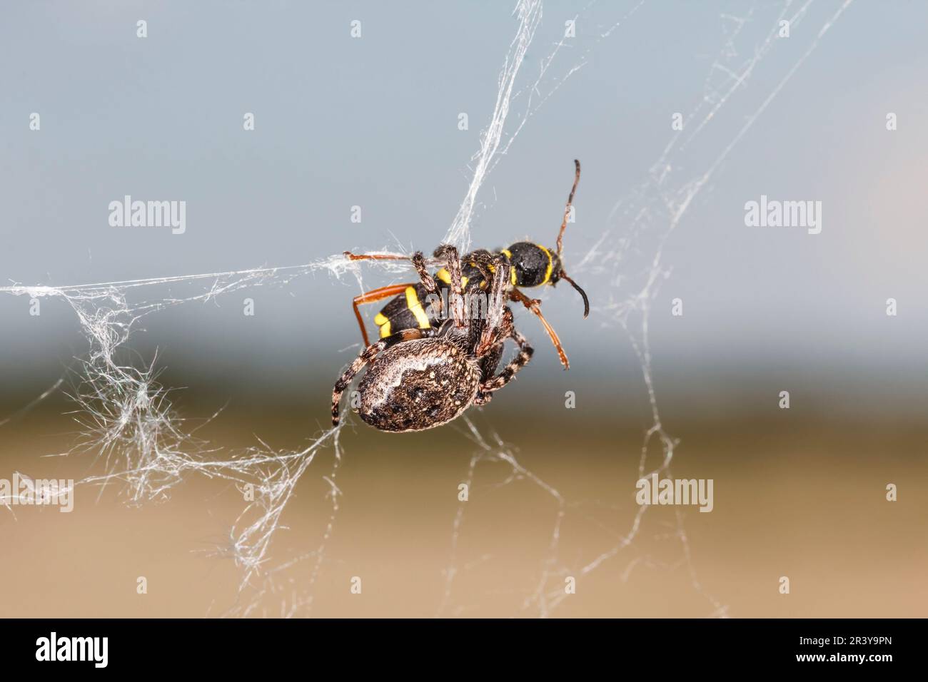 Nuctenea umbratica, (former Araneus umbraticus) with wasp, known as ...