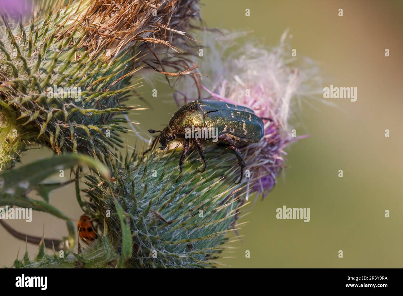 Cetonia aurata, known as Rose chafer, Green rose chafer, Goldsmith ... Cetonia aurata, known as Rose chafer, Green rose chafer, Goldsmith ...