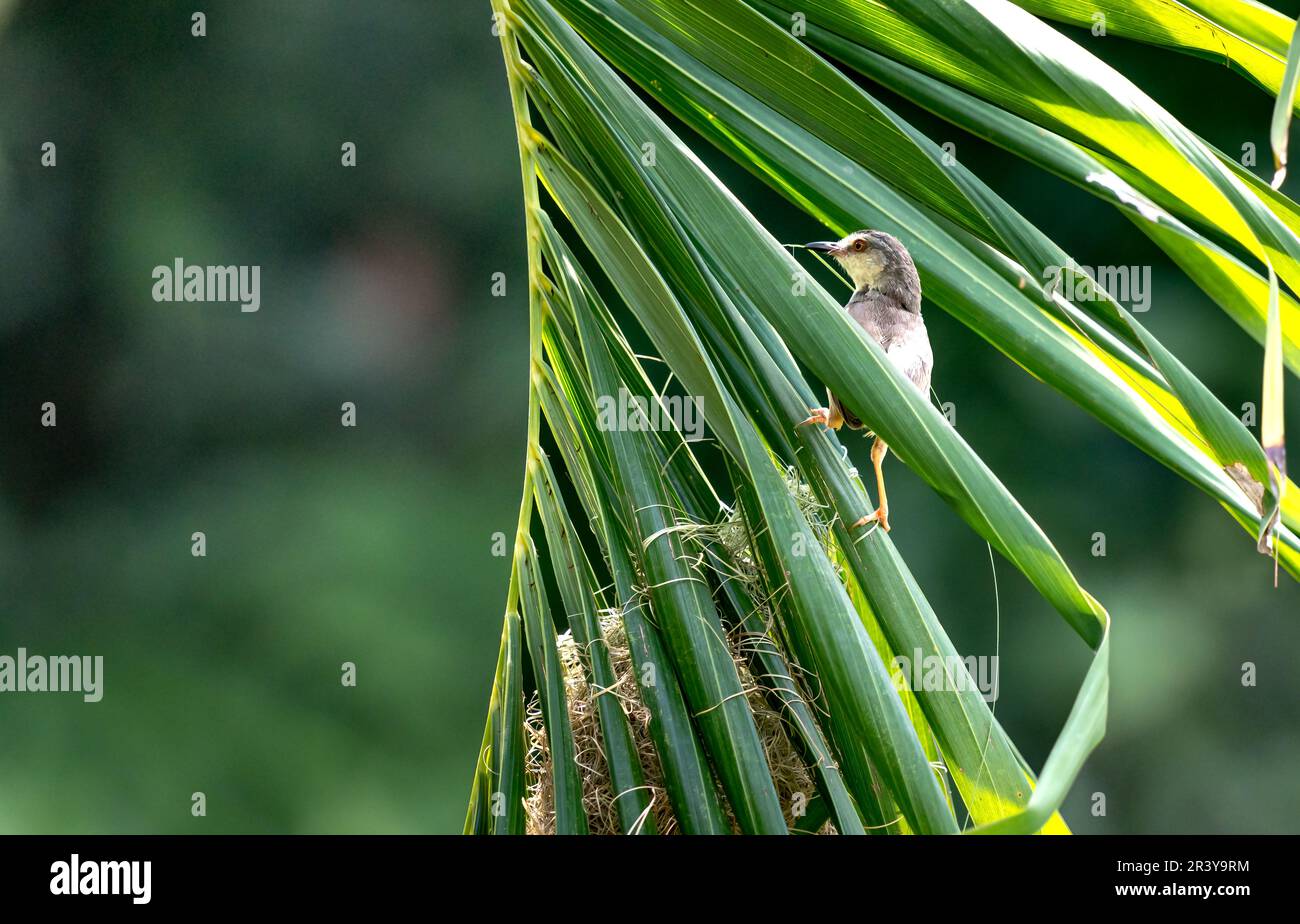 Common tailorbird on branch hi-res stock photography and images - Alamy