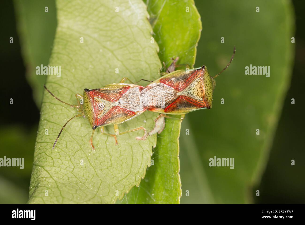Shield bugs mating hi-res stock photography and images - Alamy