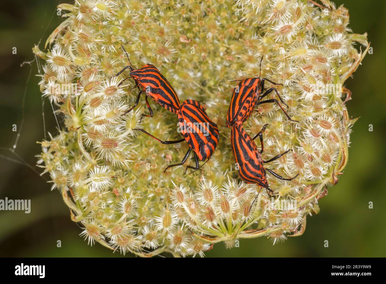 Graphosoma lineatum, known as Shield bug, Minstrel bug, Italian striped ...