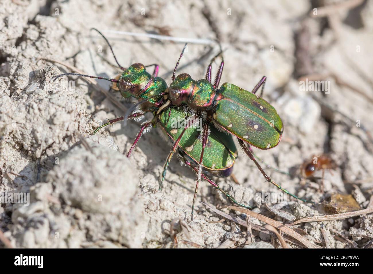 Cicindela campestris, commonly known as the Green tiger beetle (Copula ...