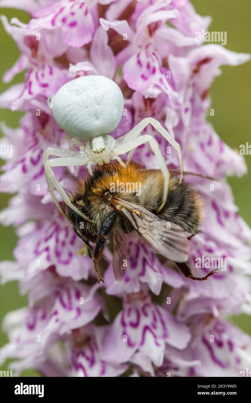 Misumena vatia with bumblebee, known as Goldenrod crab spider, Flower ...