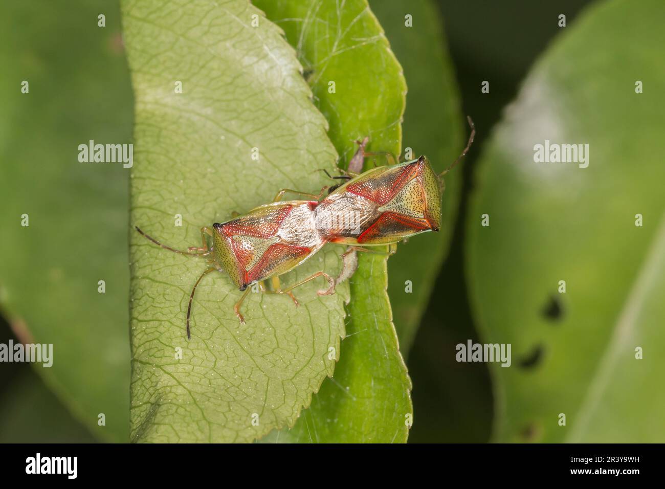 Acanthosoma haemorrhoidiale hi-res stock photography and images - Alamy