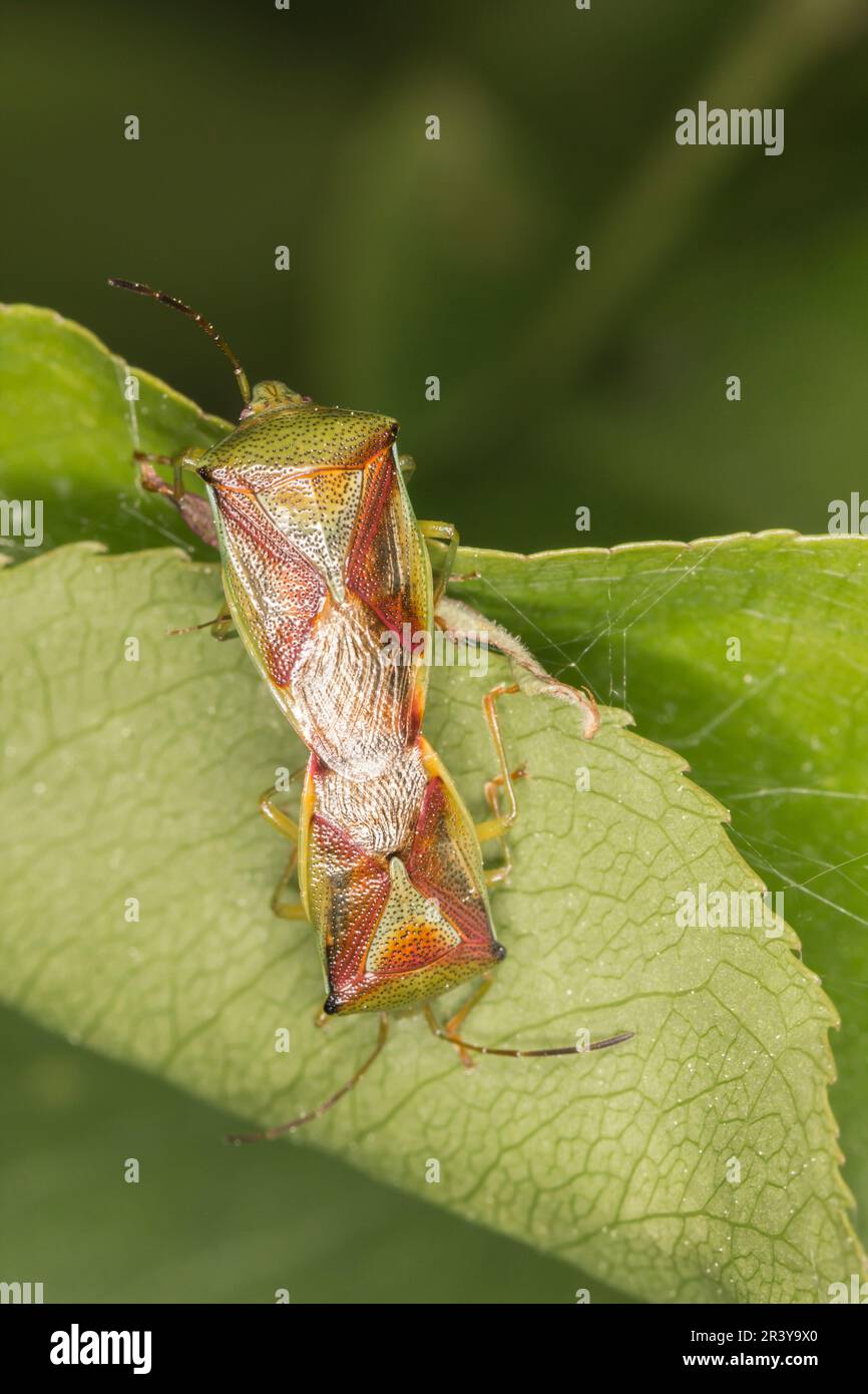 Acanthosoma haemorrhoidiale, known as Hawthorn shield bug, Hawthorn ...