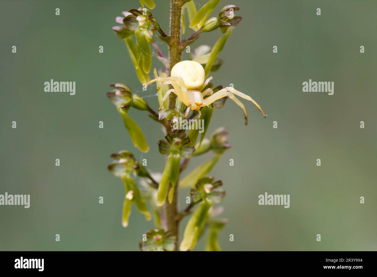 Misumena vatia, known as Goldenrod crab spider, Flower spider, Flower ...