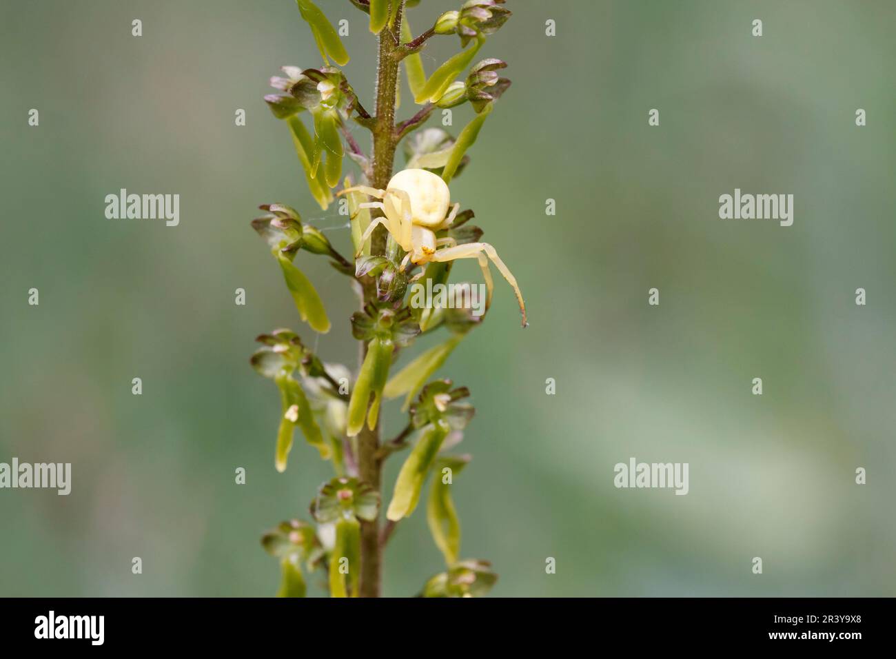 Misumena vatia, known as Goldenrod crab spider, Flower spider, Flower ...