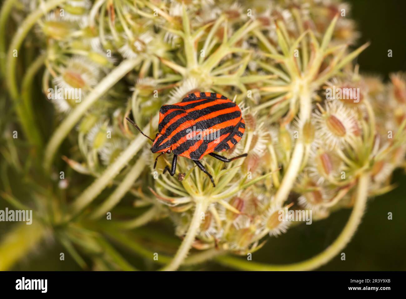Graphosoma lineatum, known as Shield bug, Minstrel bug, Italian striped ...