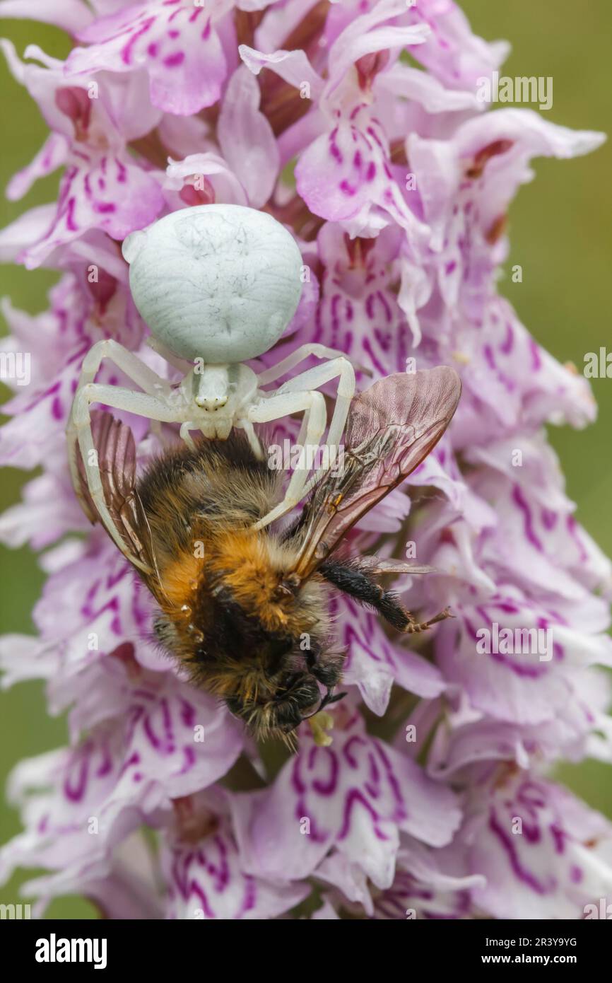 Misumena vatia with bumblebee, known as Goldenrod crab spider, Flower ...