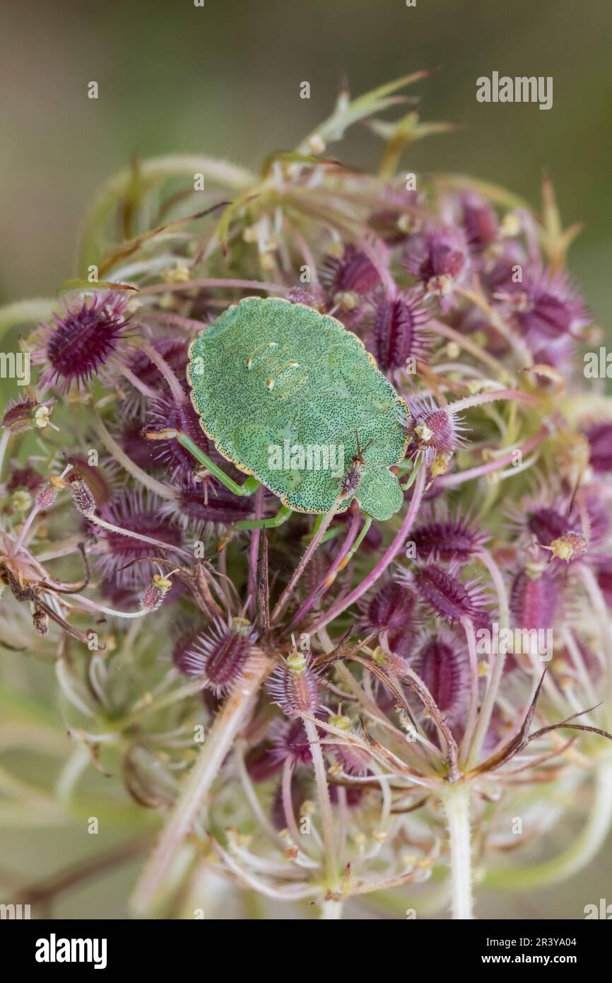 Palomena viridissima (nymph), known as Shield bug Stock Photo - Alamy