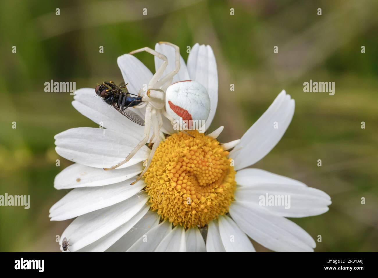 Misumena vatia, known as Goldenrod crab spider, Flower spider, Flower ...
