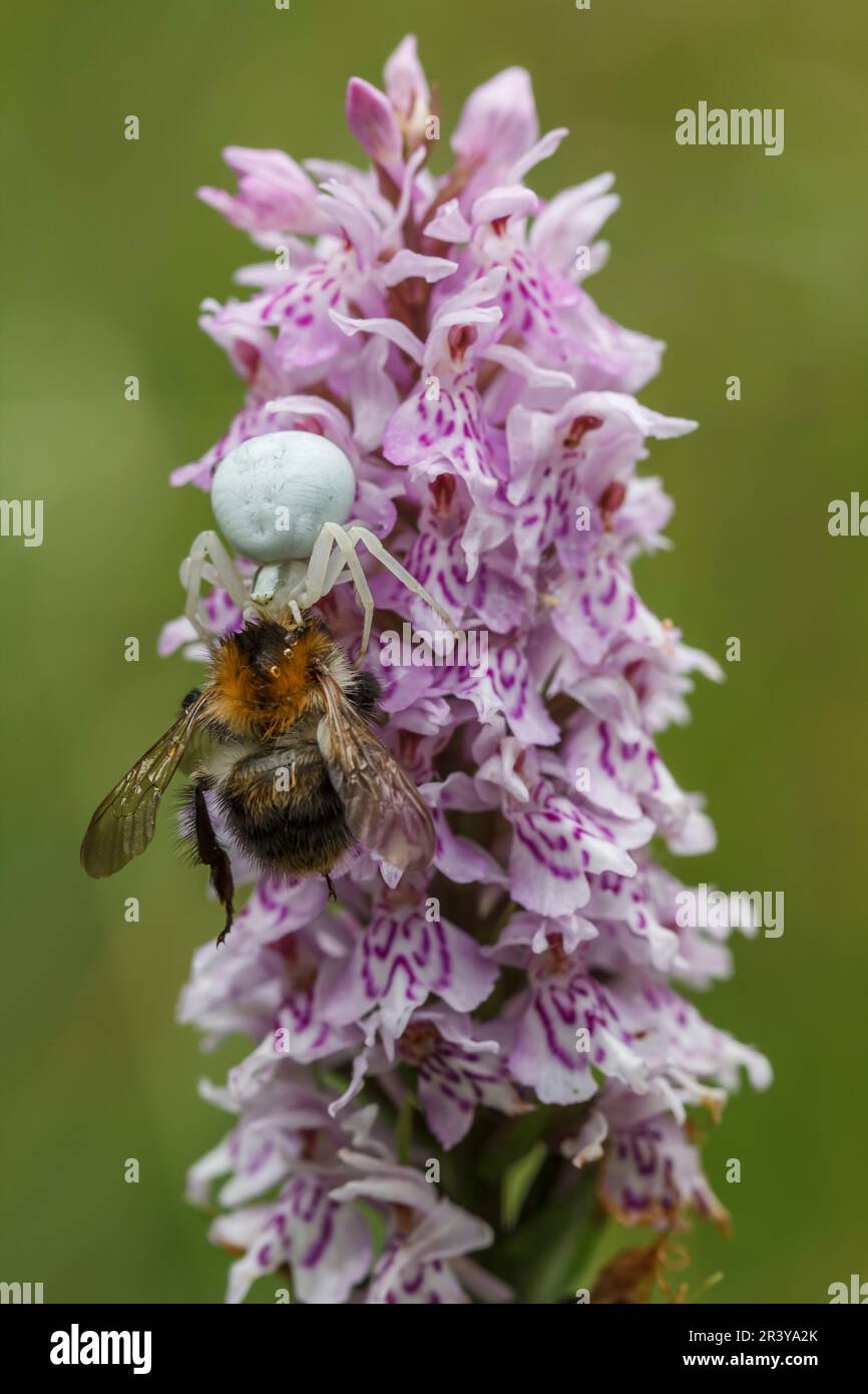 Misumena vatia with bumblebee, known as Goldenrod crab spider, Flower ...