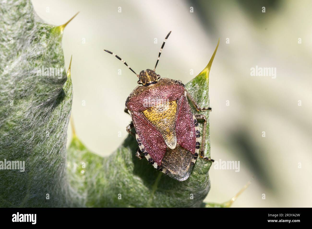 Dolycoris baccarum, known as Sloe bug, Sloe shield bug, Hairy shieldbug ...