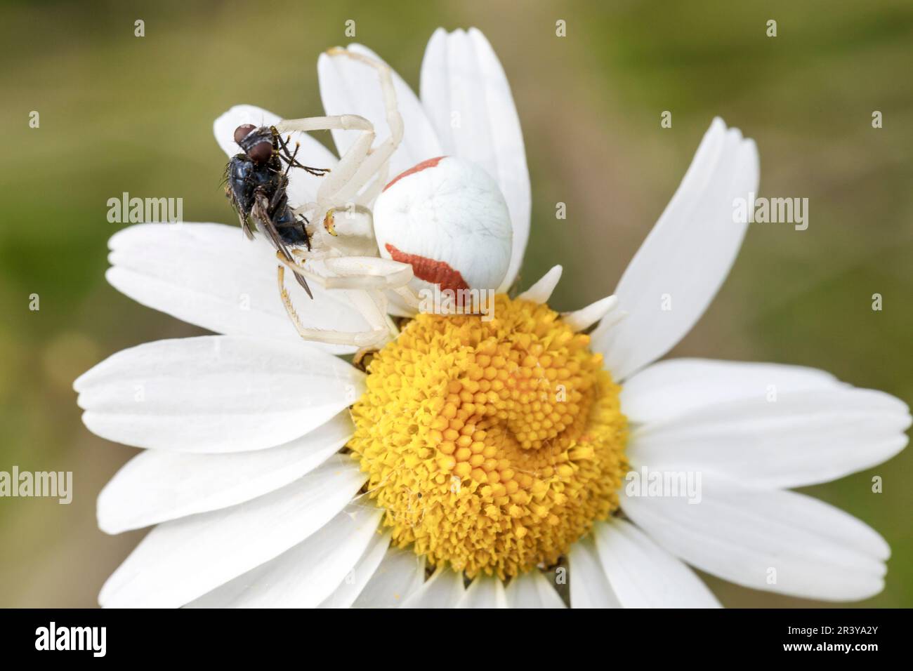 Misumena vatia, known as Goldenrod crab spider, Flower spider, Flower ...