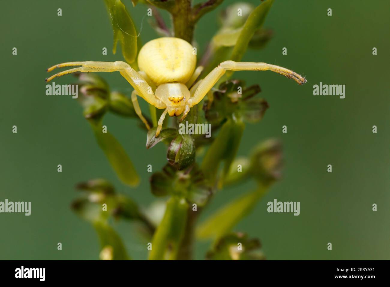 Misumena vatia, known as Goldenrod crab spider, Flower spider, Flower ...