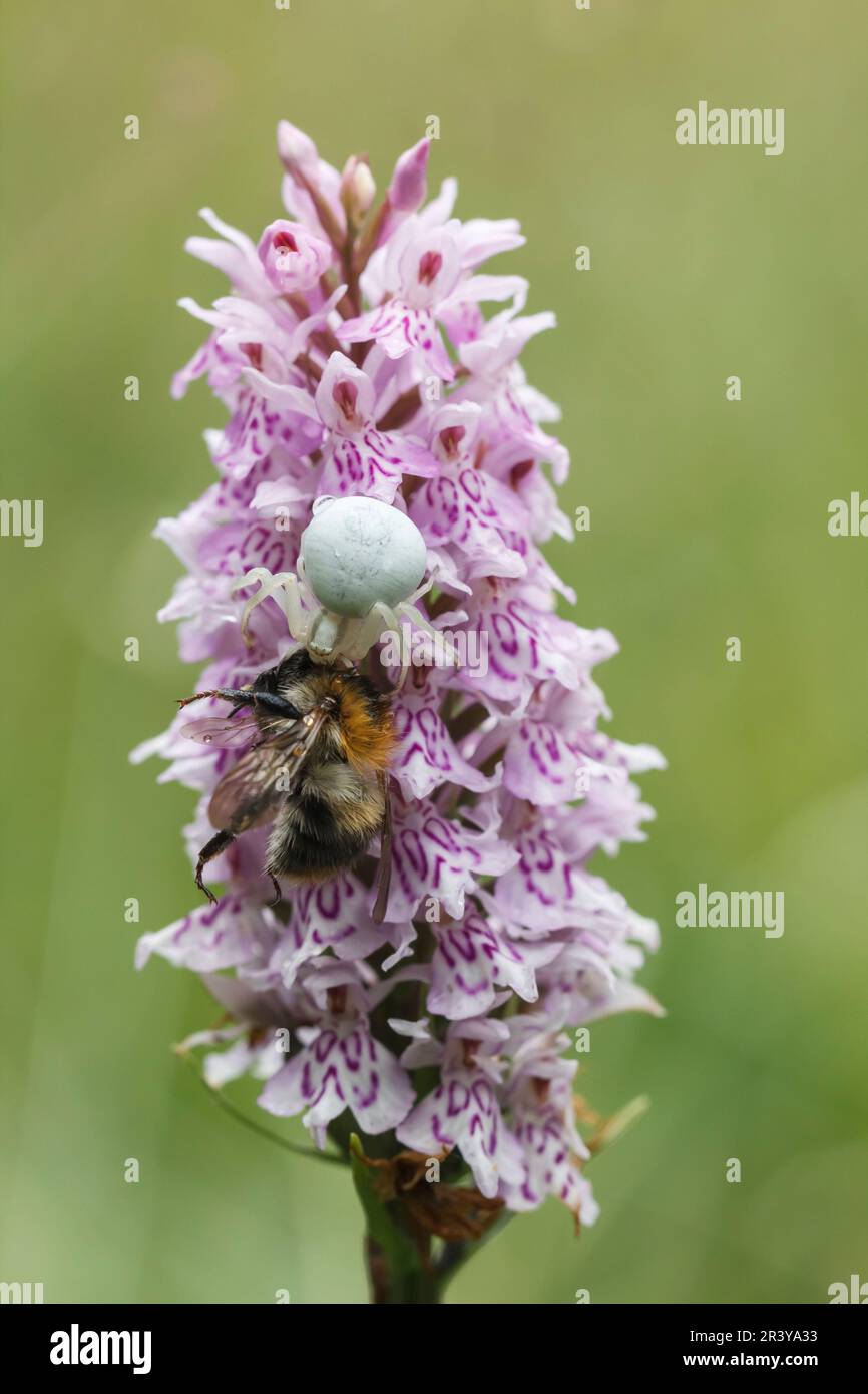 Misumena vatia with bumblebee, known as Goldenrod crab spider, Flower ...