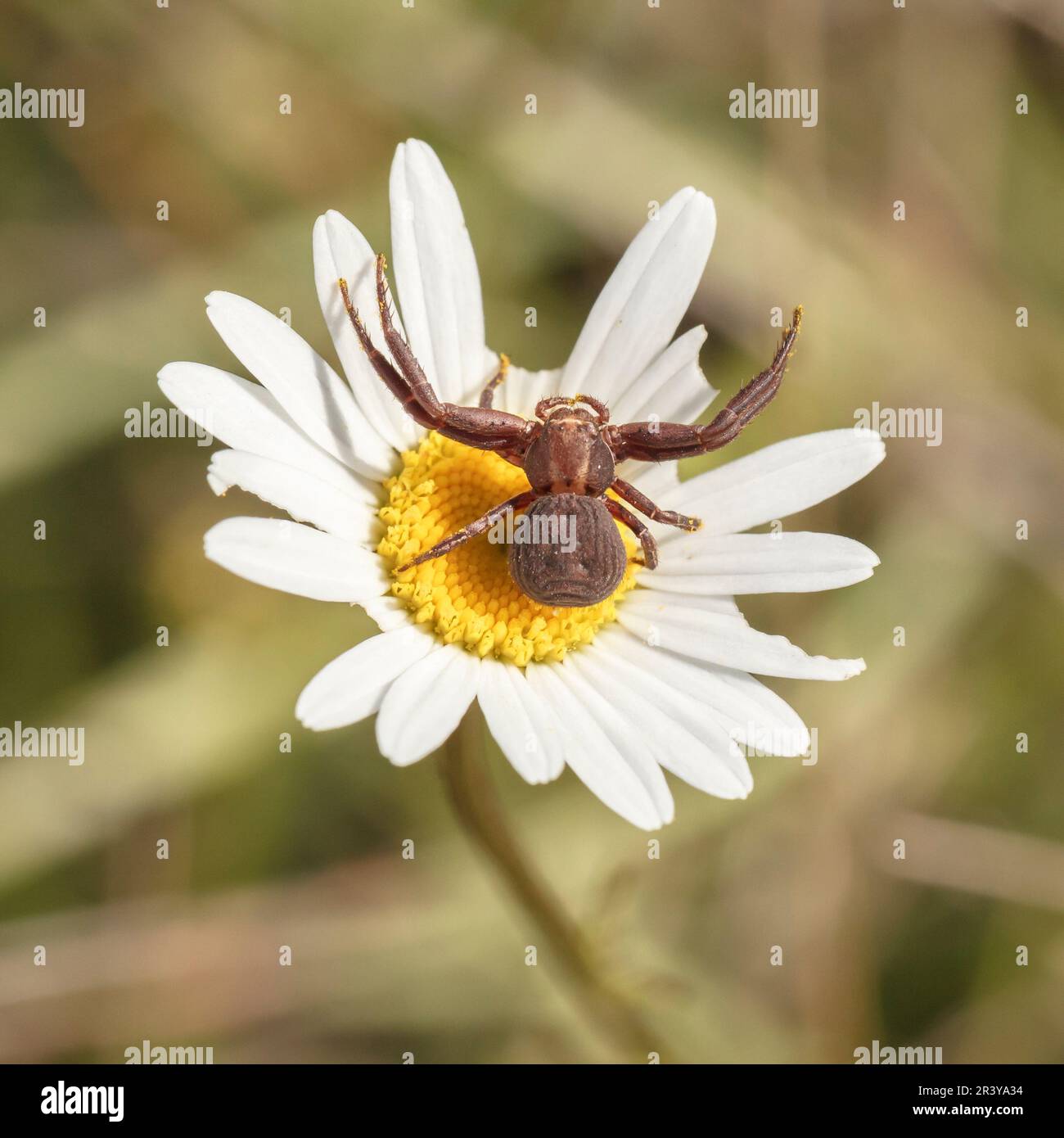 Xysticus kochi, known as Ground crab spider on Oxeye daisy Stock Photo ...