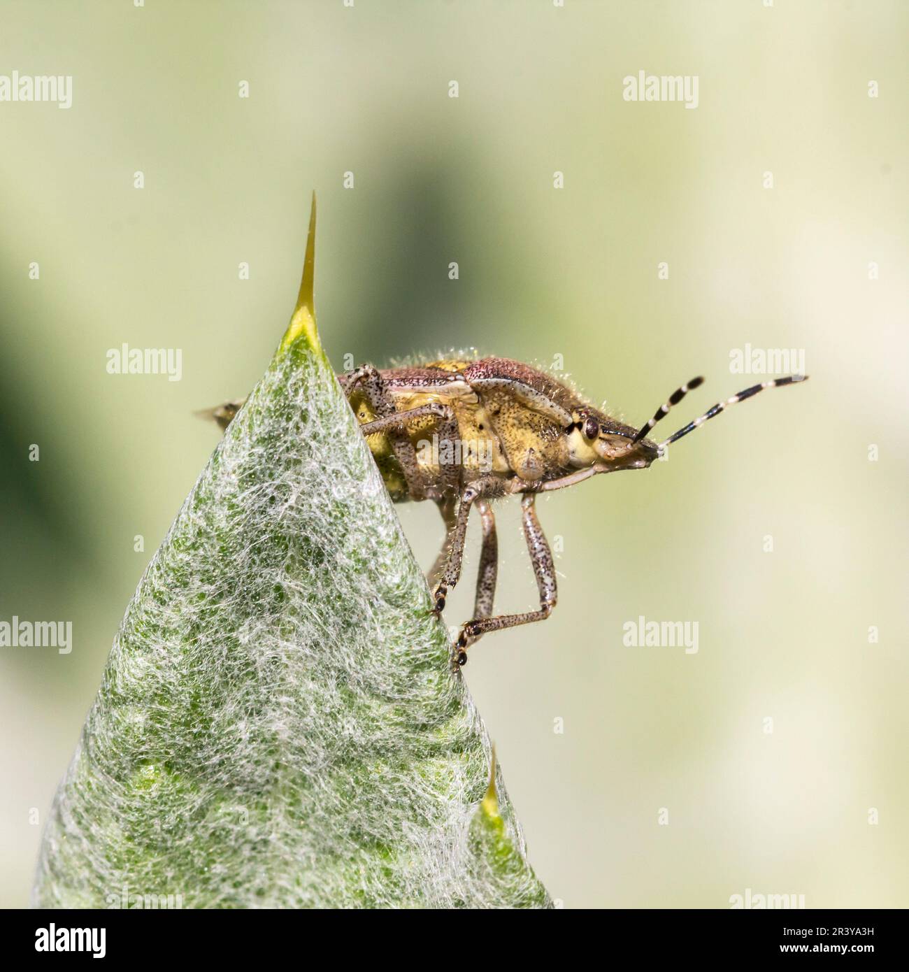 Dolycoris baccarum, known as Sloe bug, Sloe shield bug, Hairy shieldbug ...