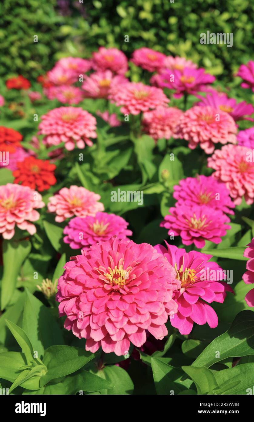 Fantastic Flower Field of Blooming Pink Zinnia in the Sunlight Stock ...