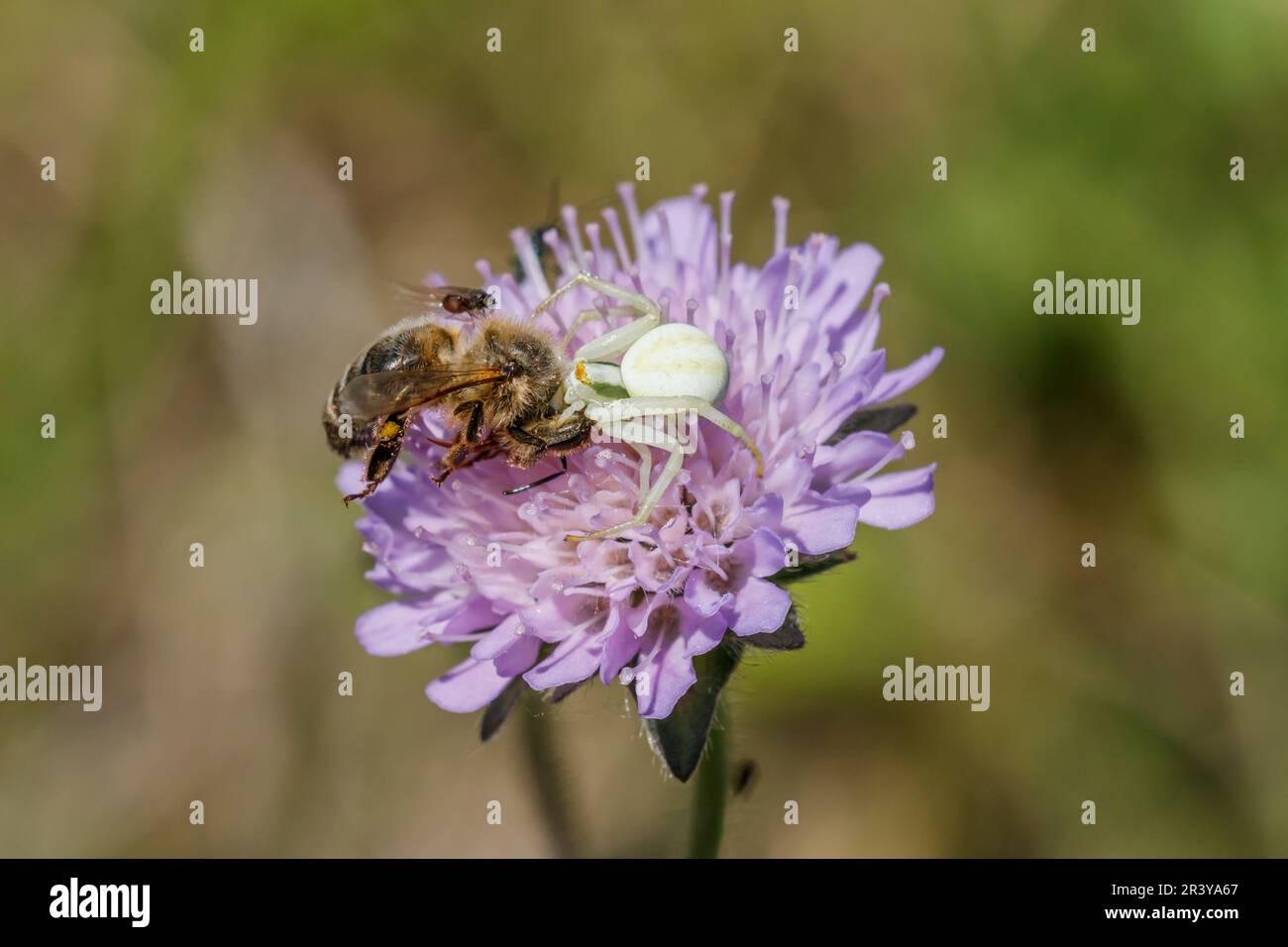 Misumena vatia with bee, known as Goldenrod crab spider, Flower spider ...