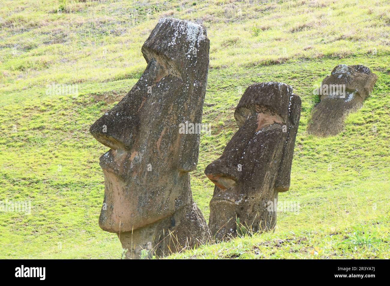 Group of Abandoned Massive Moai statues on Rano Raraku volcano, the ...
