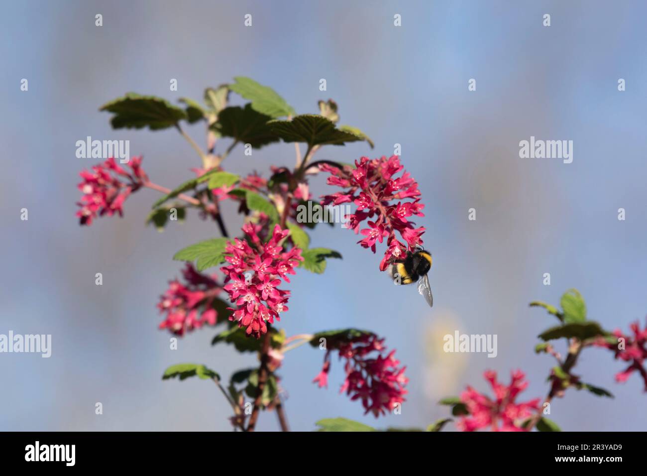 A White-tailed Bumblebee (Bombus Lucorum) Hanging from a Flower on a ...