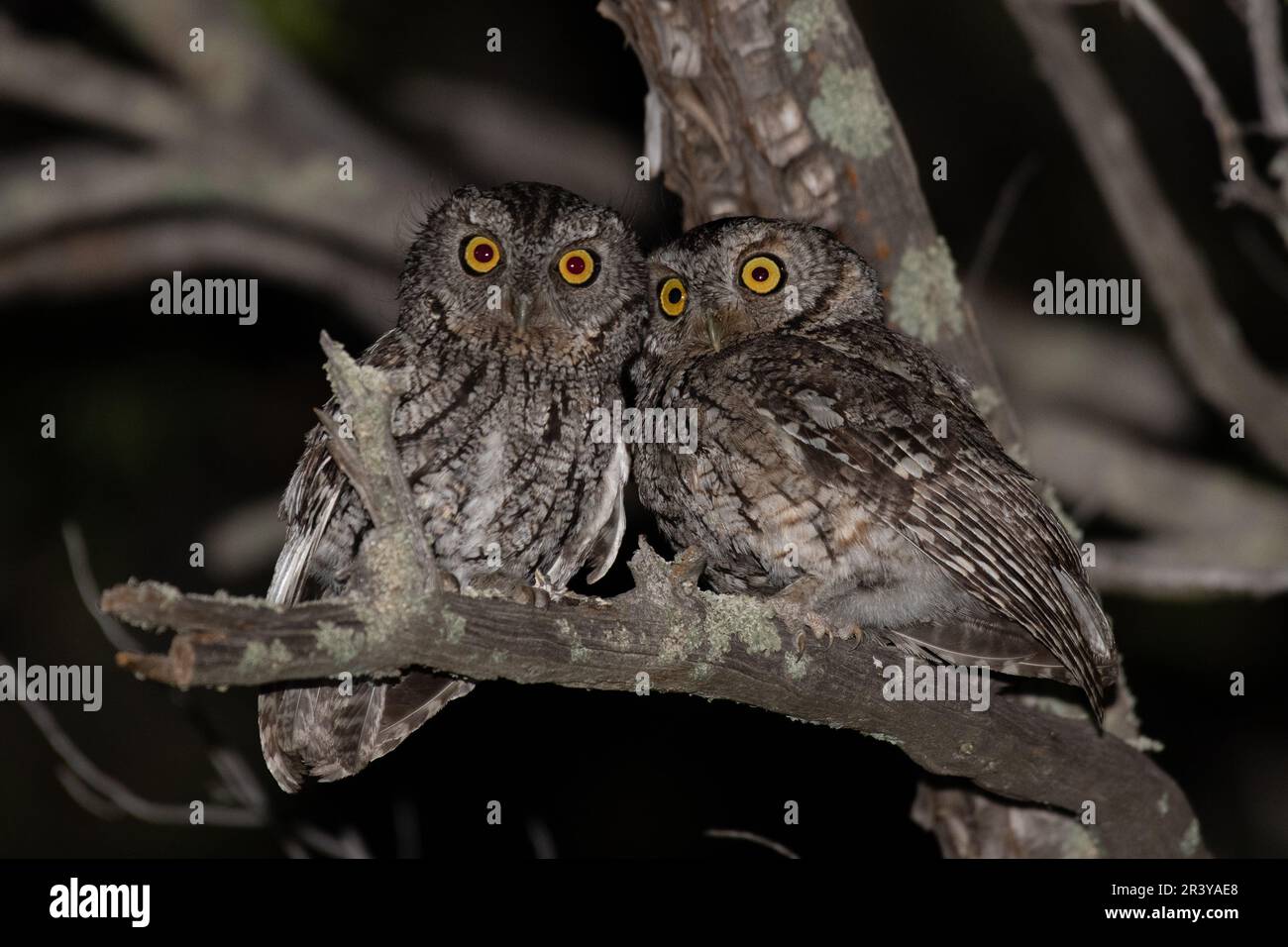 Two whiskered screech owls sitting together on a perch Stock Photo - Alamy
