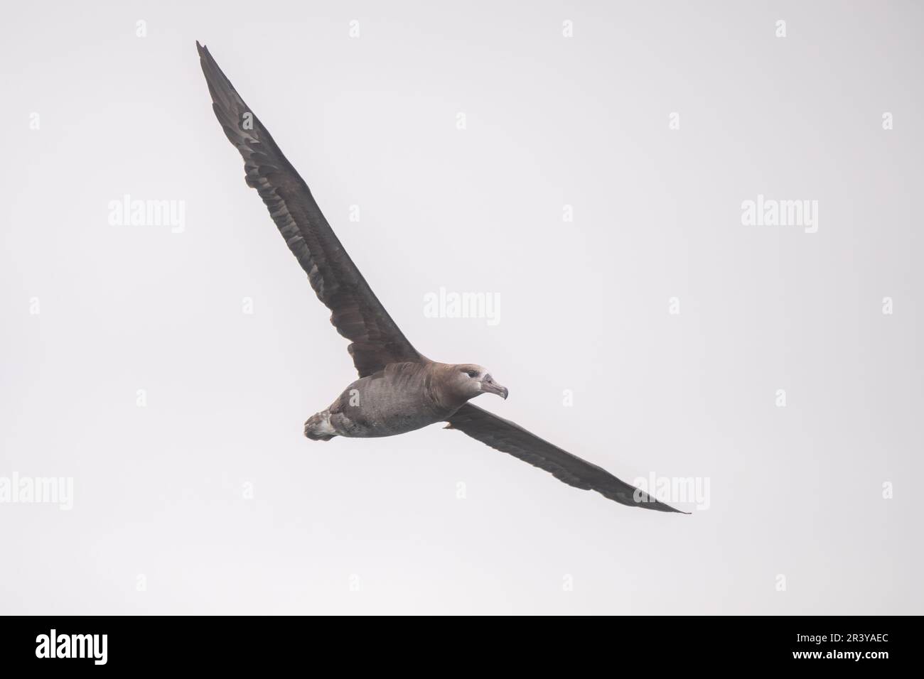 Black-footed albatross flying over the ocean Stock Photo - Alamy