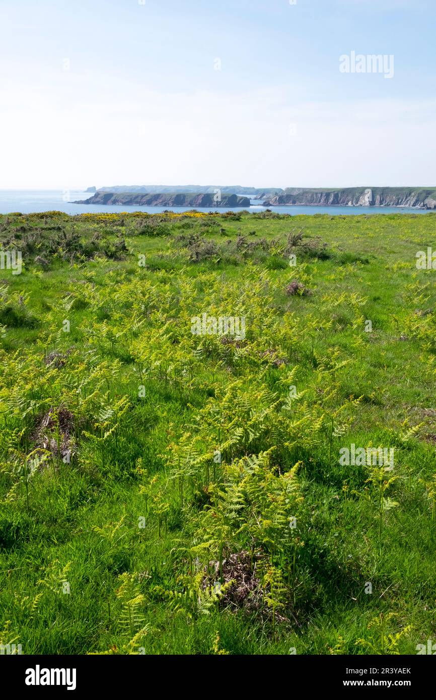 Vertical view of landscape near Marloes looking across bracken growing ...