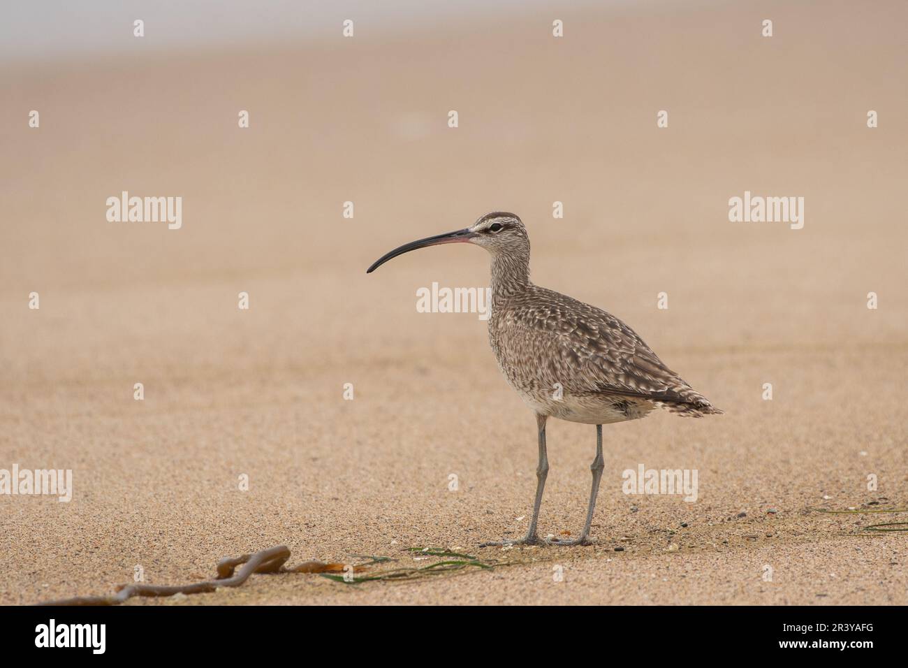 Long billed curlew on a beach Stock Photo - Alamy