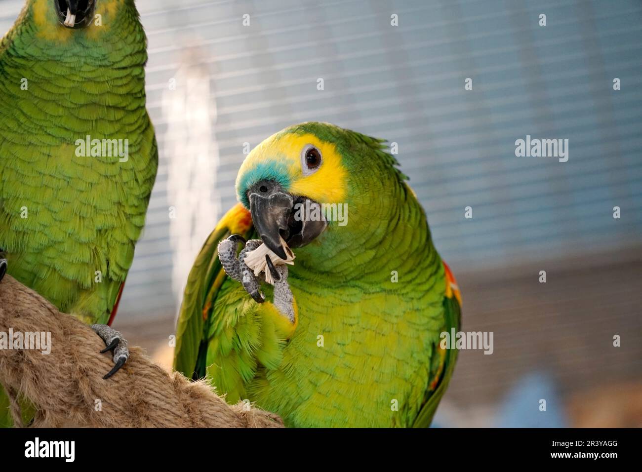 Budgerigar parrots hi-res stock photography and images - Alamy