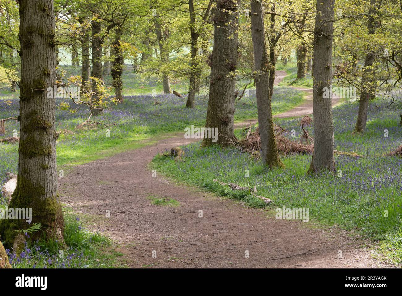Winding footpath hi-res stock photography and images - Alamy