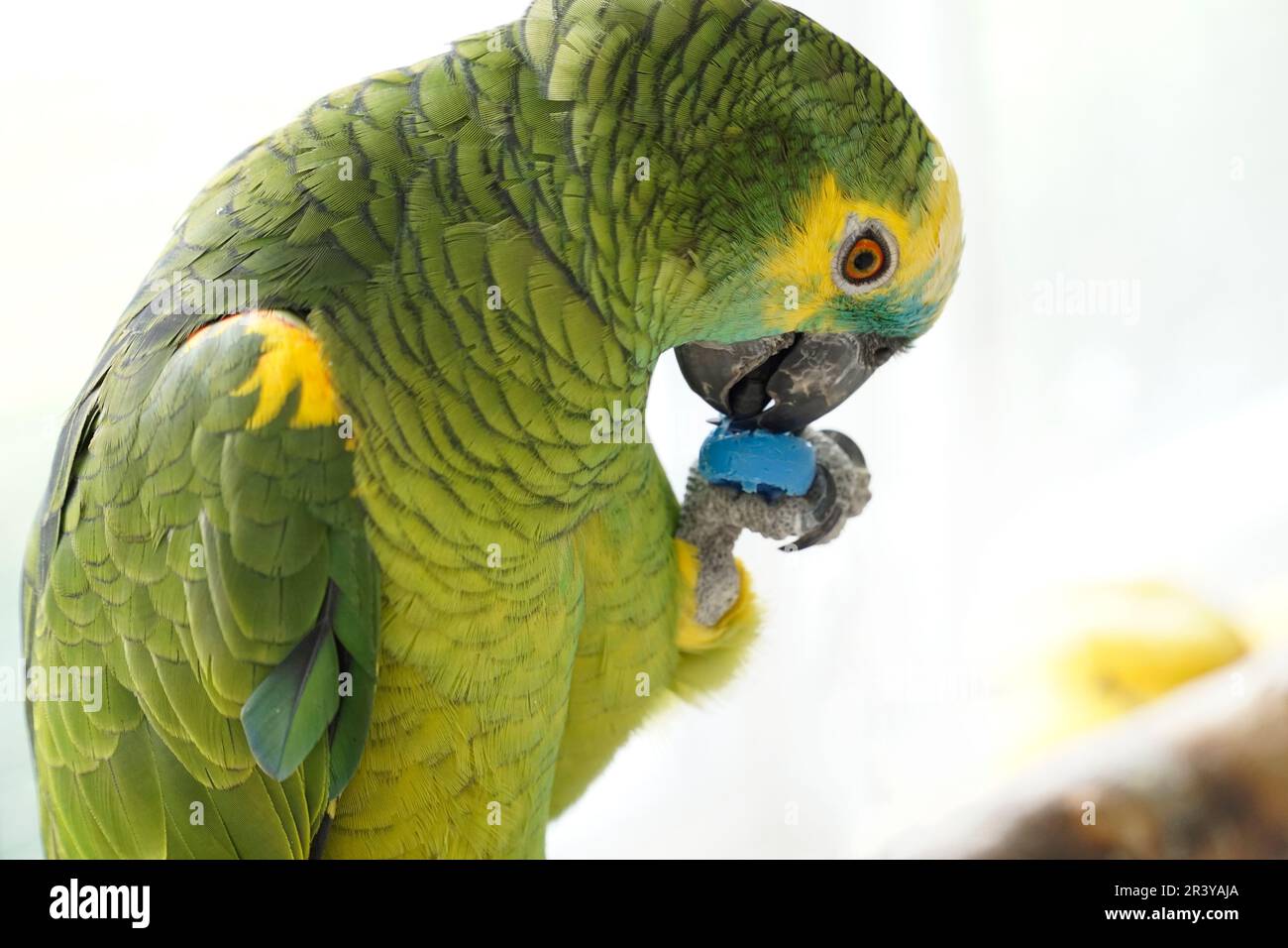 Single green and yellow Budgerigar parrot and defocused background ...